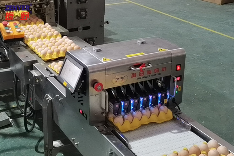 ZYZ-HD6 egg farm packer(713)