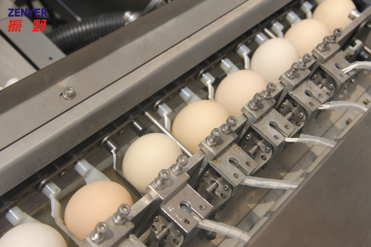 ZYZ-HD6 egg farm packer(713)